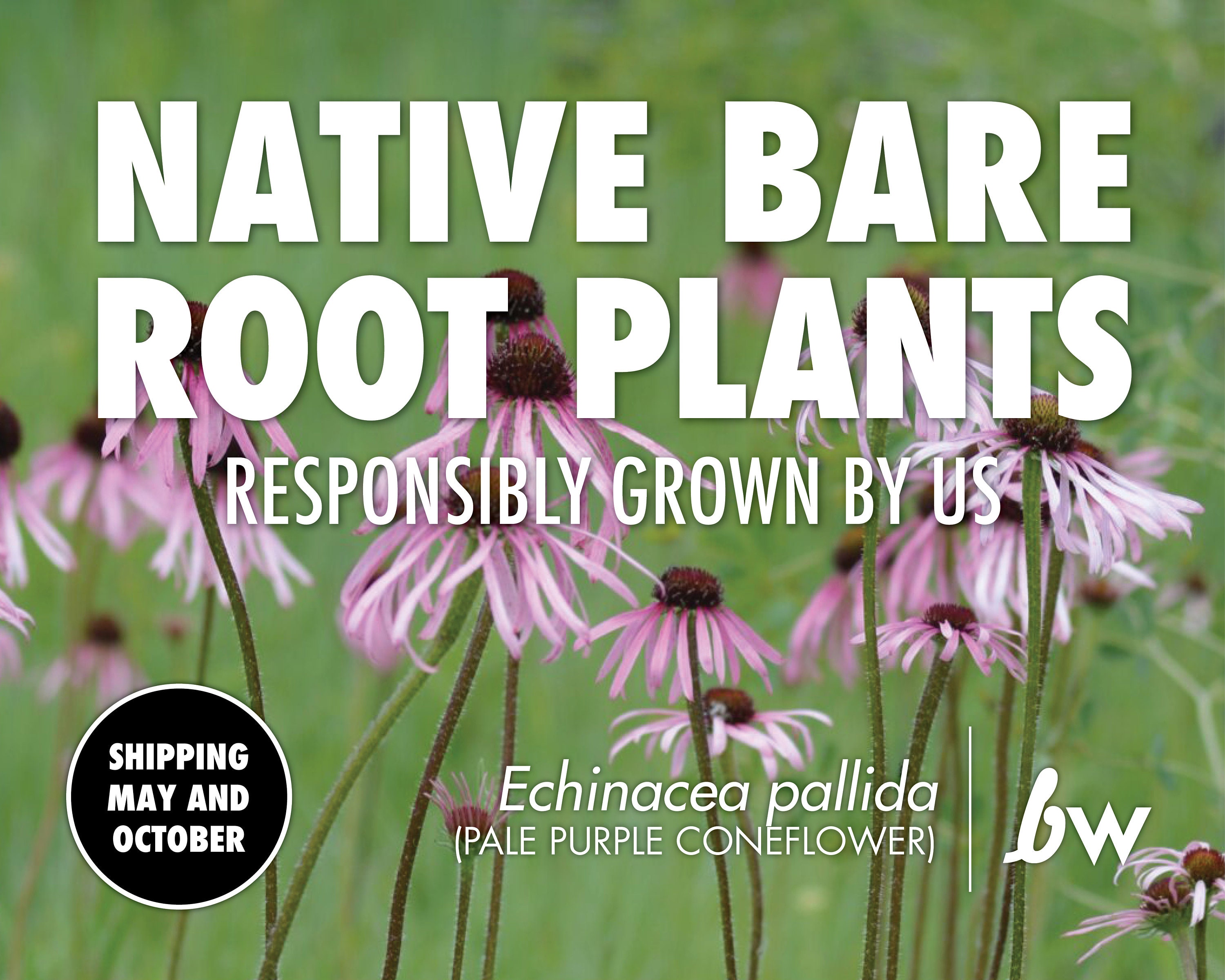 Echinacea Plant Roots