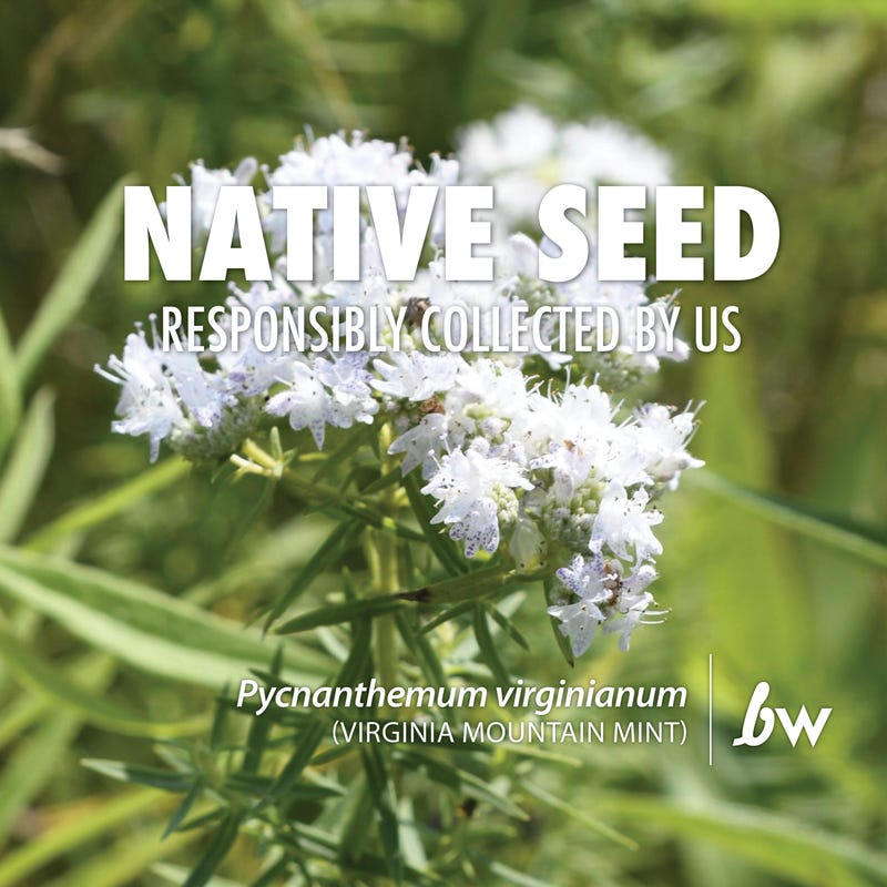 Native Virginia Seeds - Etsy