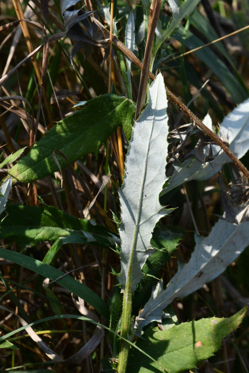 Cirsium Discolor, Field Thistle | Native Plant Seeds - Etsy