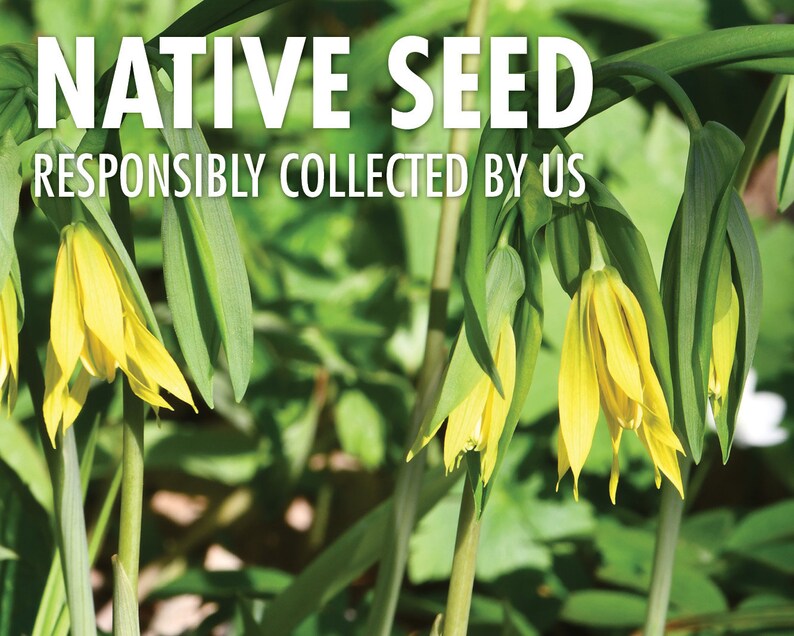 Large-flowered Bellwort Uvularia Grandiflora Native Plant - Etsy
