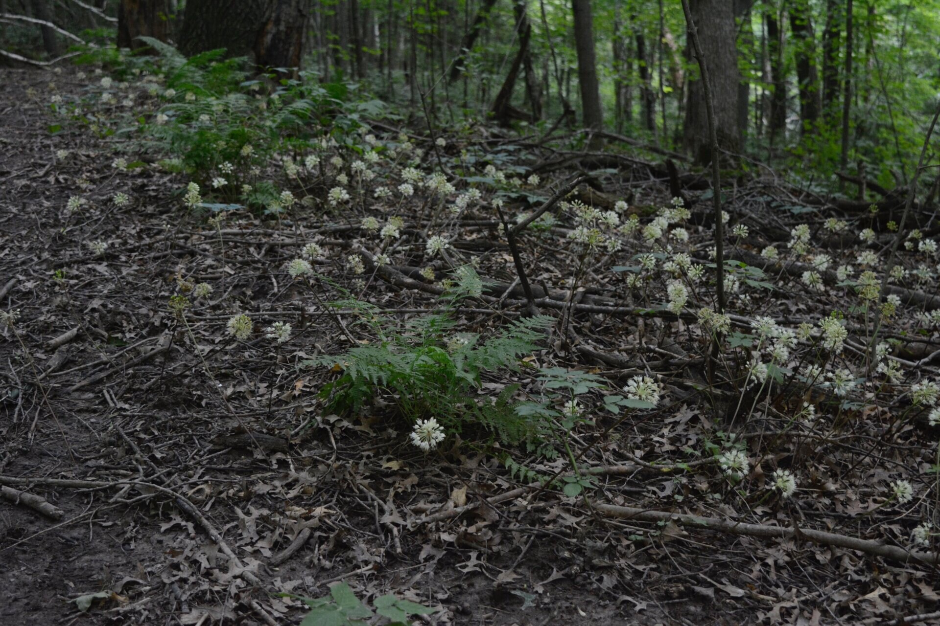 Allium Tricoccum Ramps Wild Leek Native Plant Seeds - Etsy