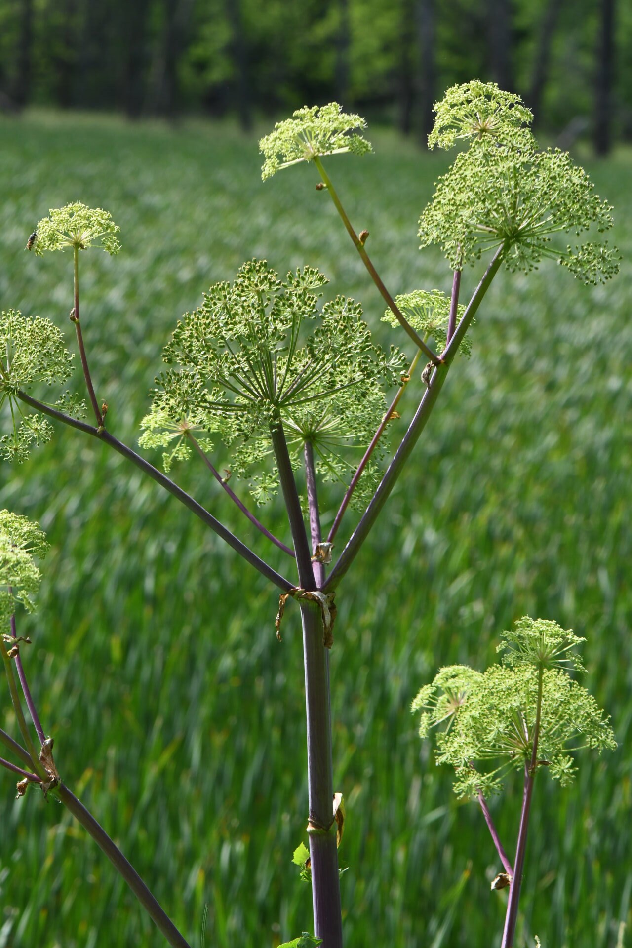 Angelica Angelica Atropurpurea Native Plant Seeds - Etsy UK
