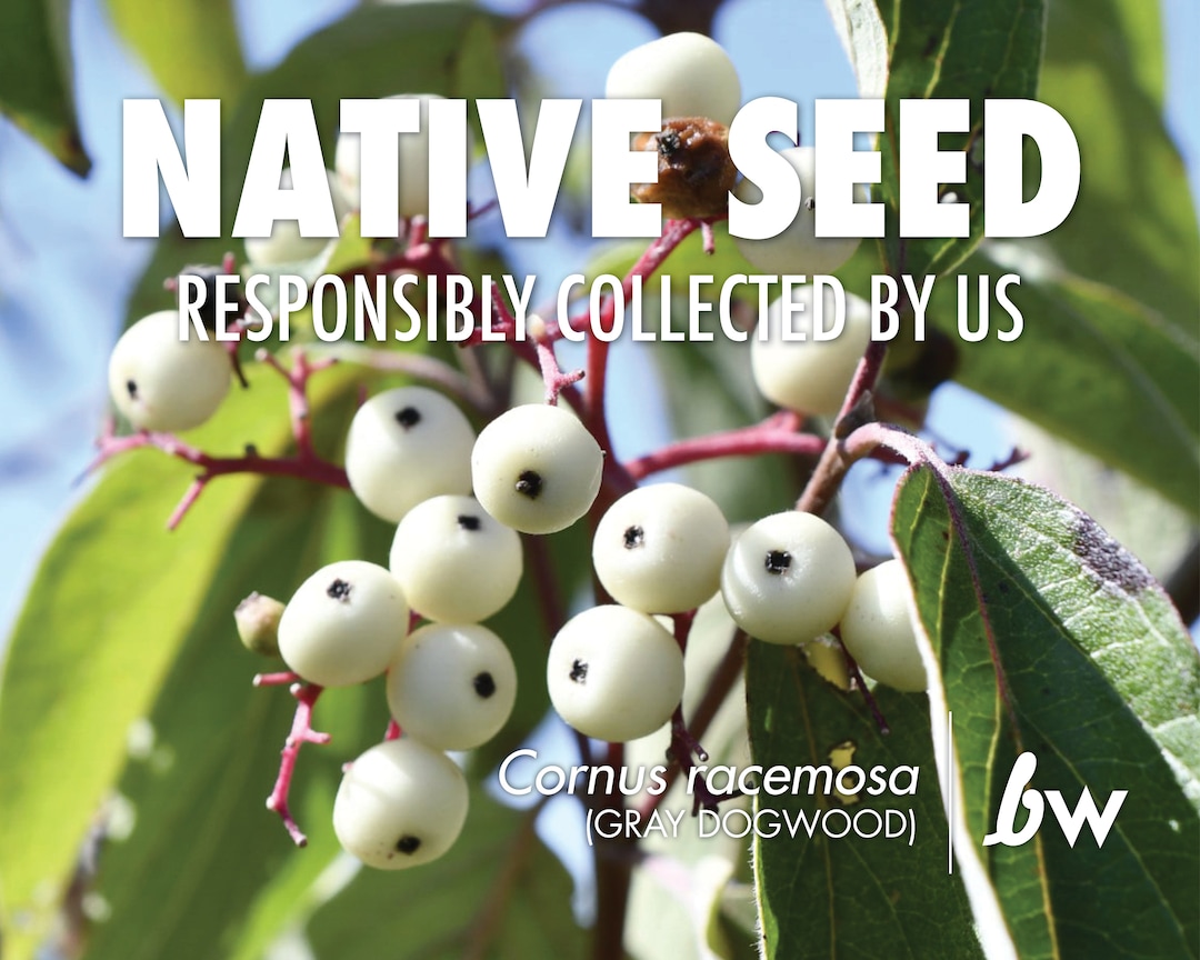 Cornus Racemosa, Gray Dogwood | Native Plant Seeds - Etsy