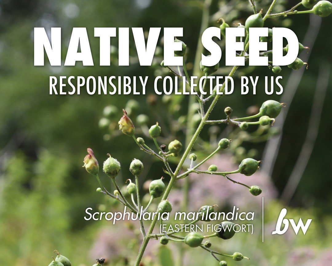 Scrophularia Marilandica, Eastern Figwort | Native Plant Seeds - Etsy