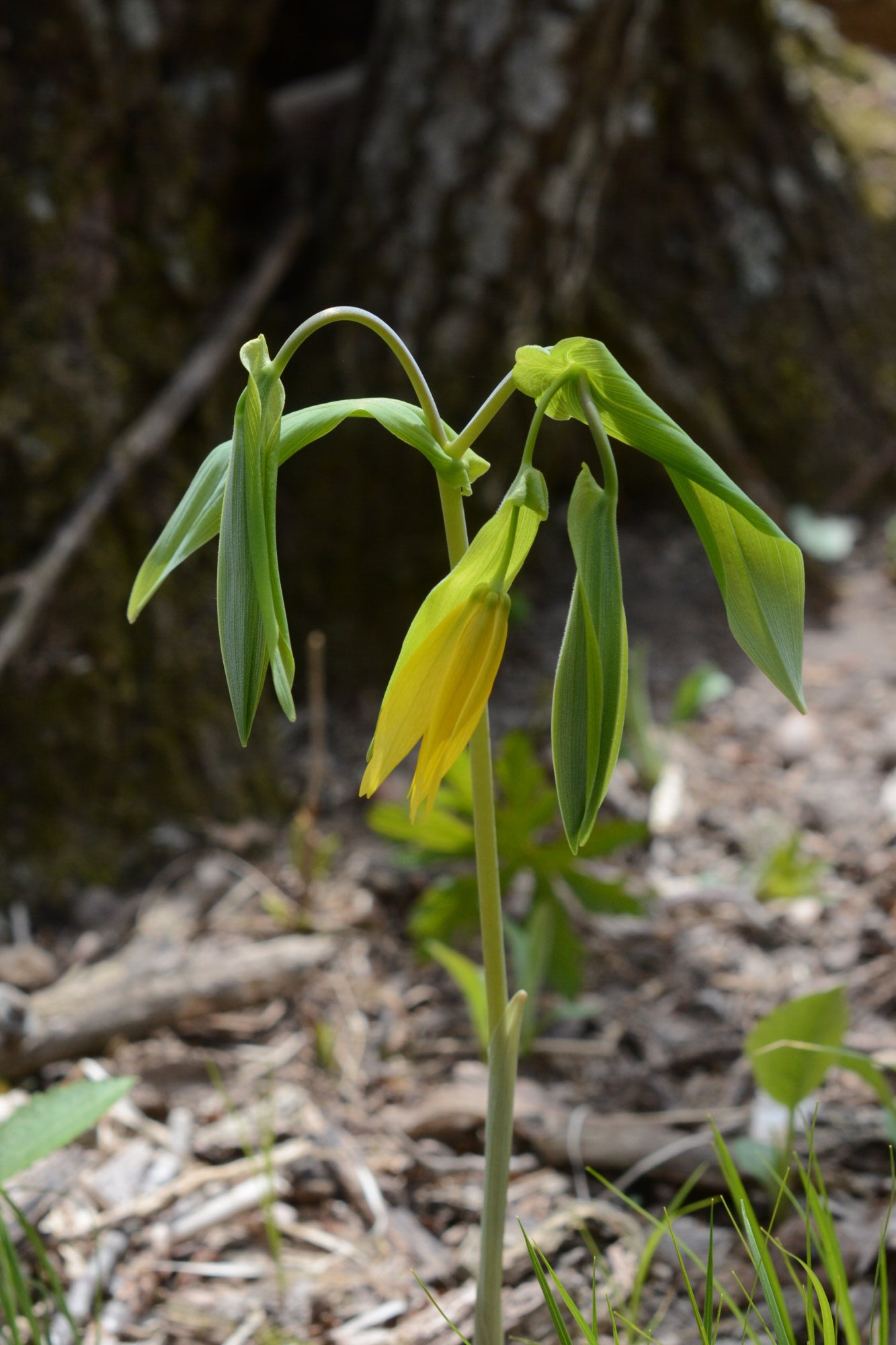 Large-flowered Bellwort Uvularia Grandiflora Native Plant - Etsy