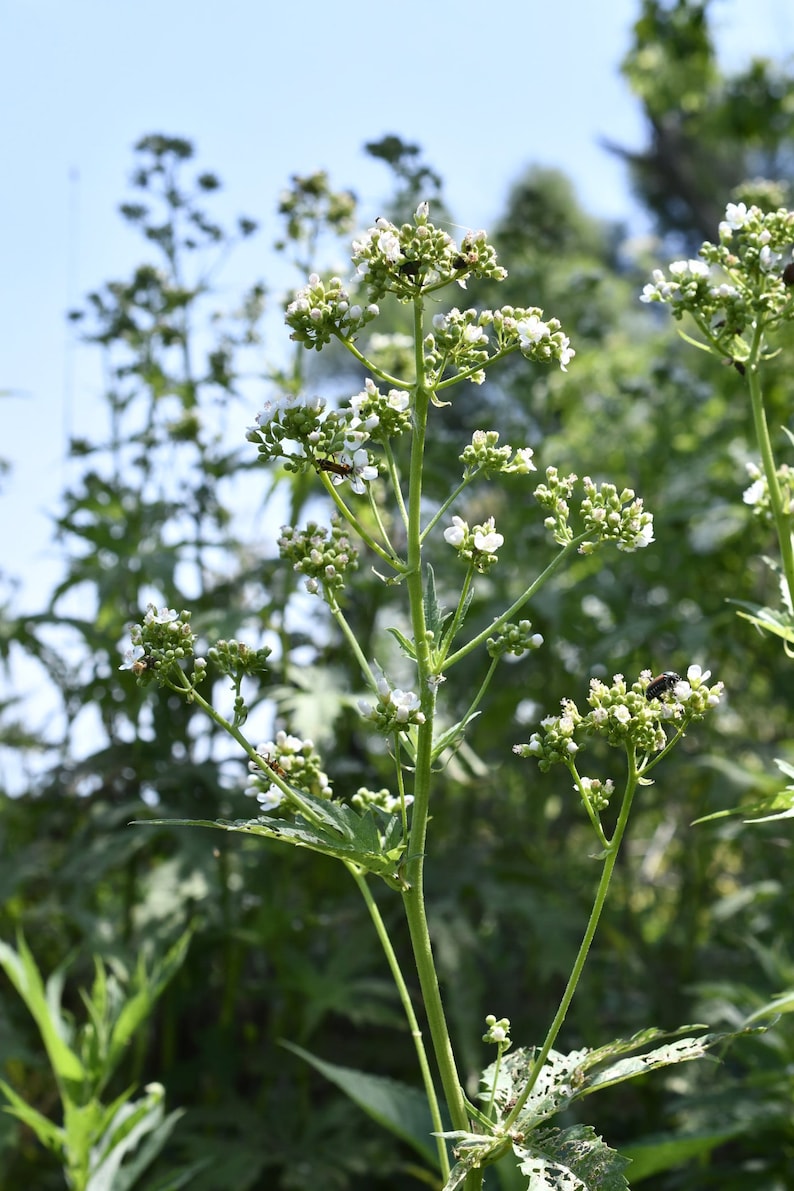 Napaea Dioica Glade Mallow Native Plant Seeds - Etsy