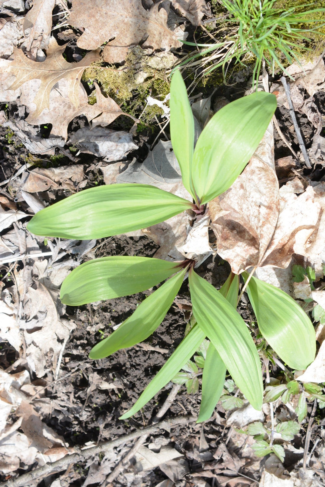 Allium Tricoccum Ramps Wild Leek Native Plant Seeds - Etsy