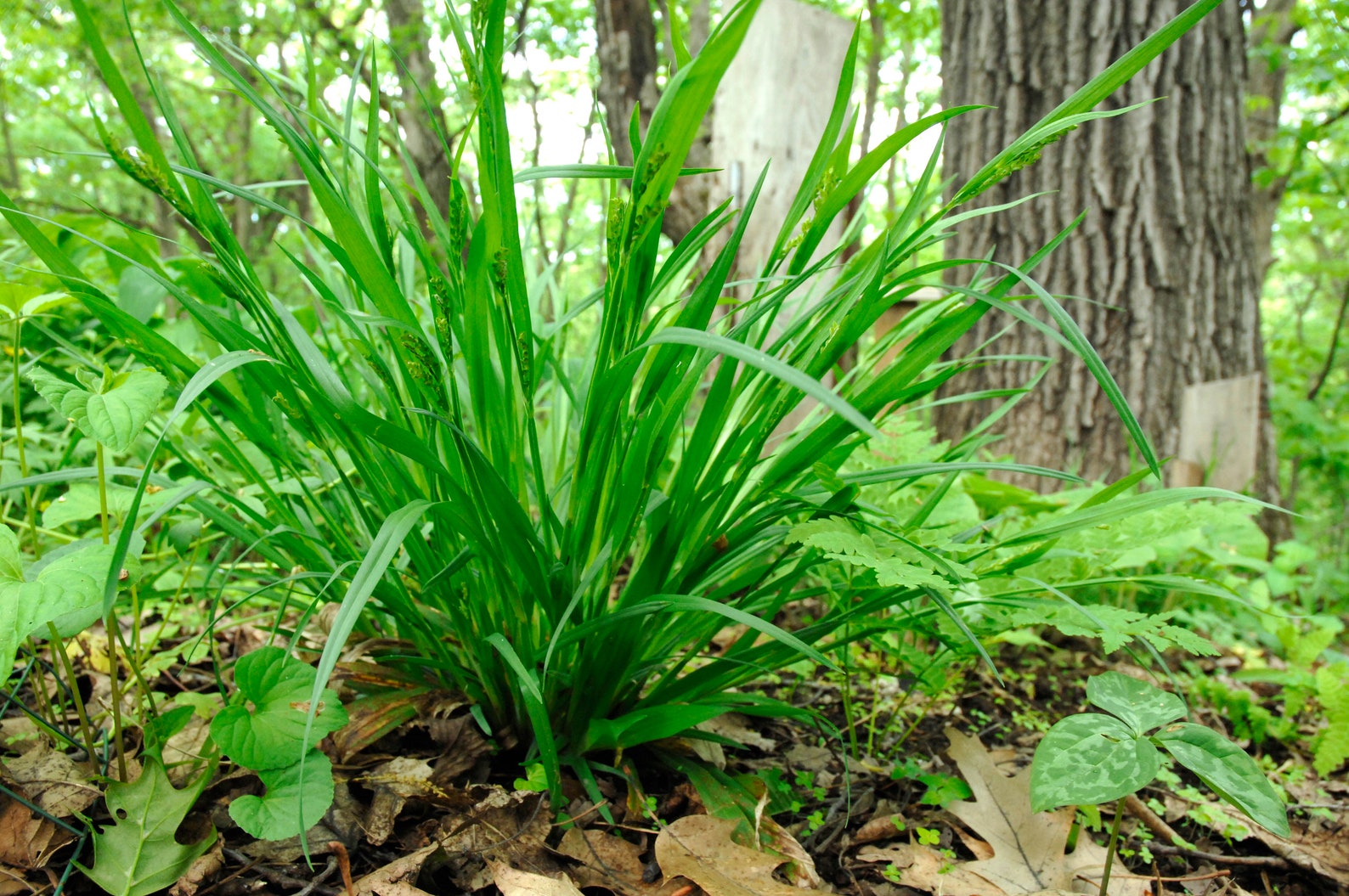 White Bear Sedge, Carex Albursina Native Plant Seeds - Etsy
