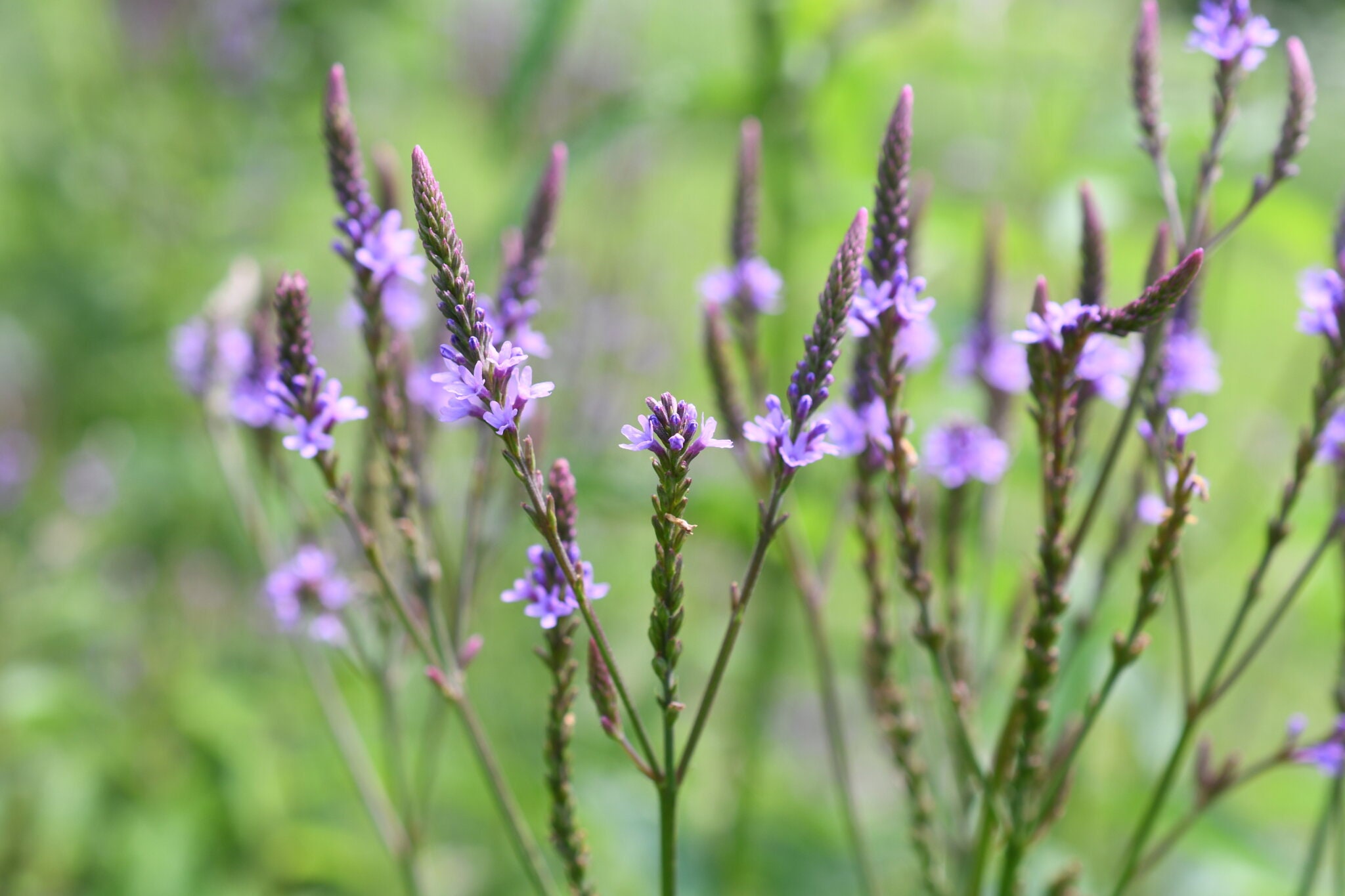 Verbena Hastata, Blue Vervain Native Plant Seeds - Etsy