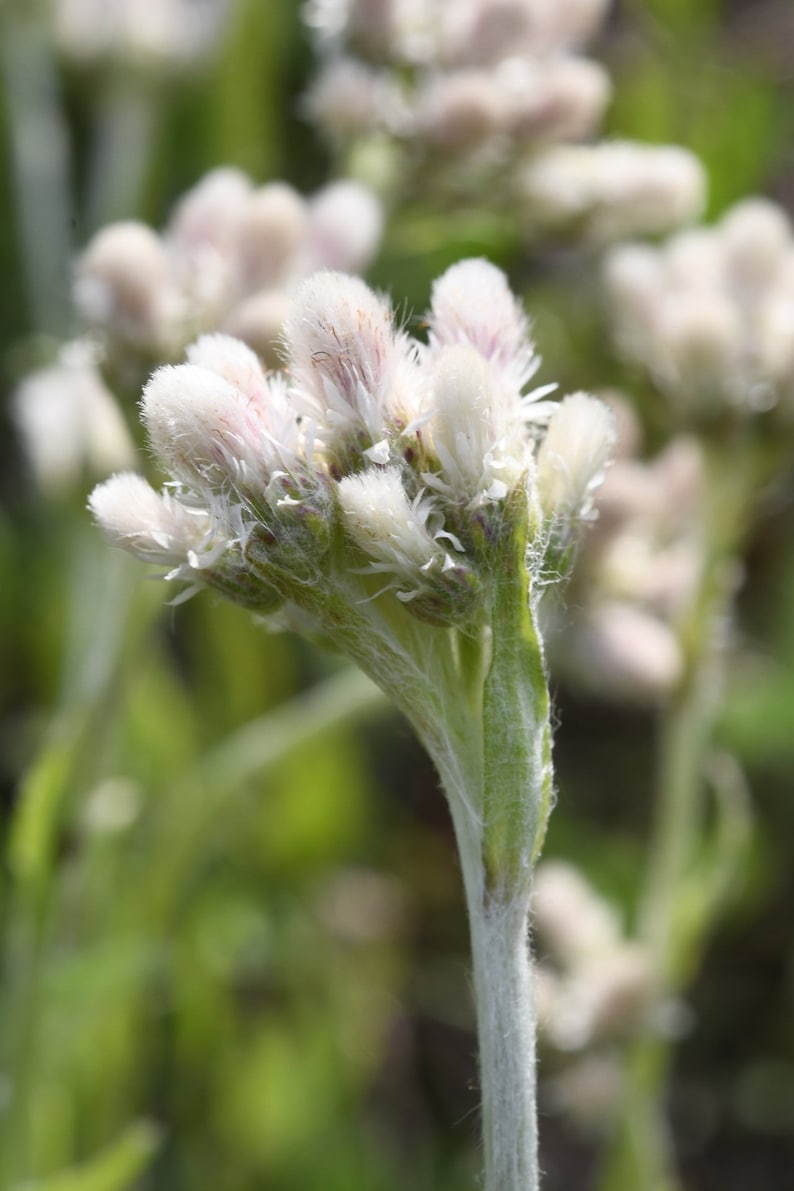 Antennaria Parlinii, Parlin's Pussytoes | Native Plant Seeds - Etsy
