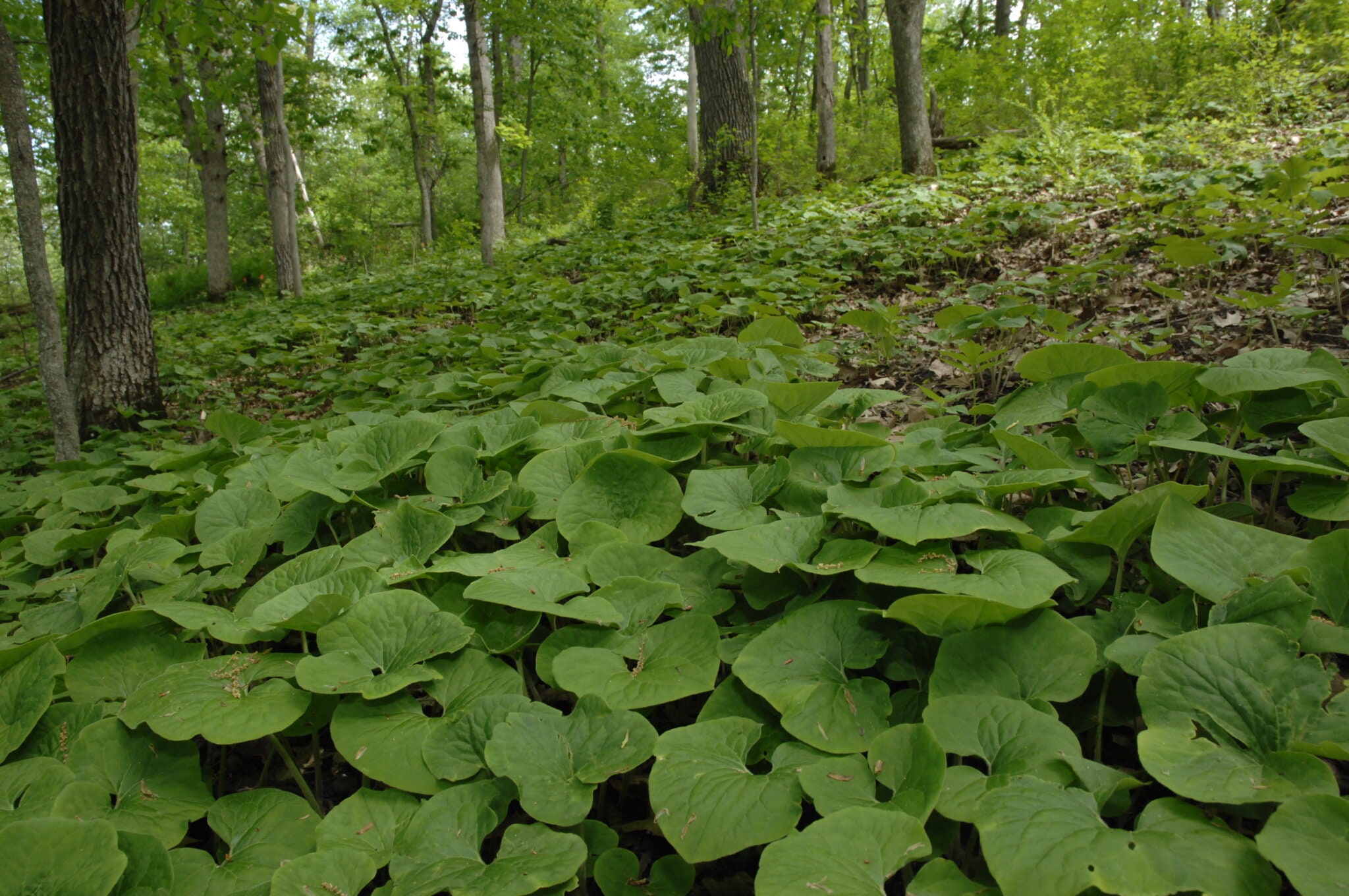 Asarum Canadense, Wild Ginger | Bare Root Native Plant - Etsy