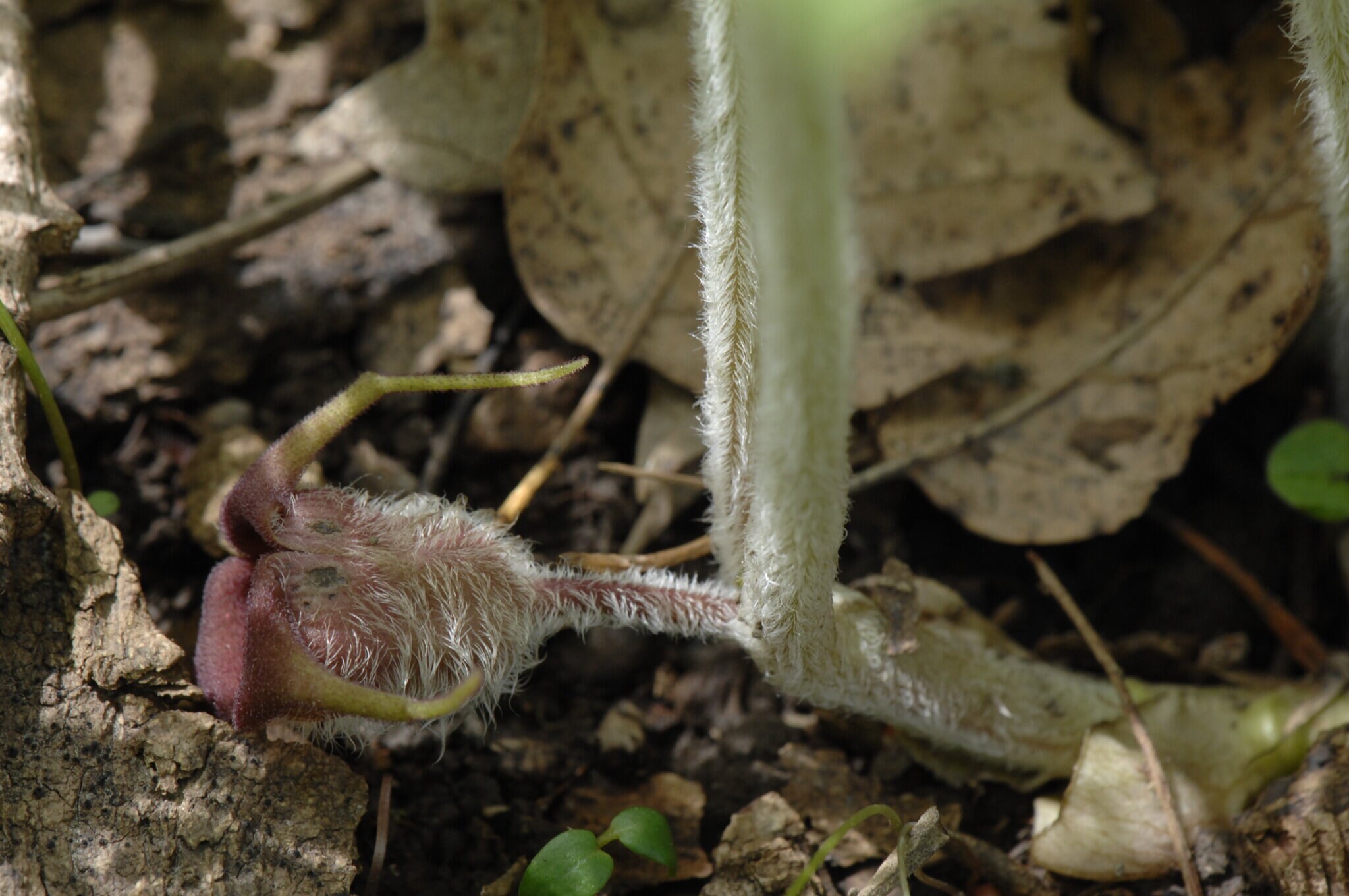 Asarum Canadense Wild Ginger Bare Root Native Plant - Etsy