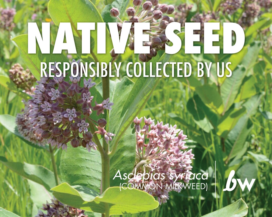 Asclepias Syriaca, Common Milkweed | Native Plant Seeds - Etsy