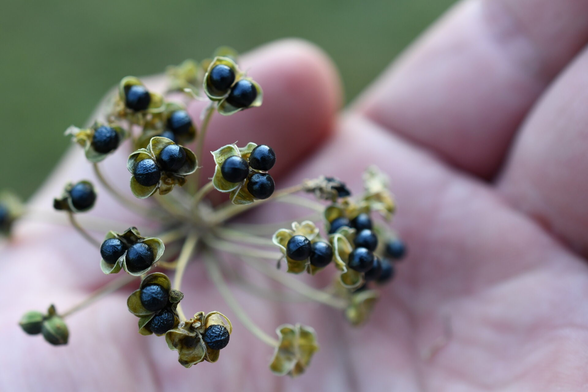 Allium Tricoccum Ramps Wild Leek Native Plant Seeds - Etsy