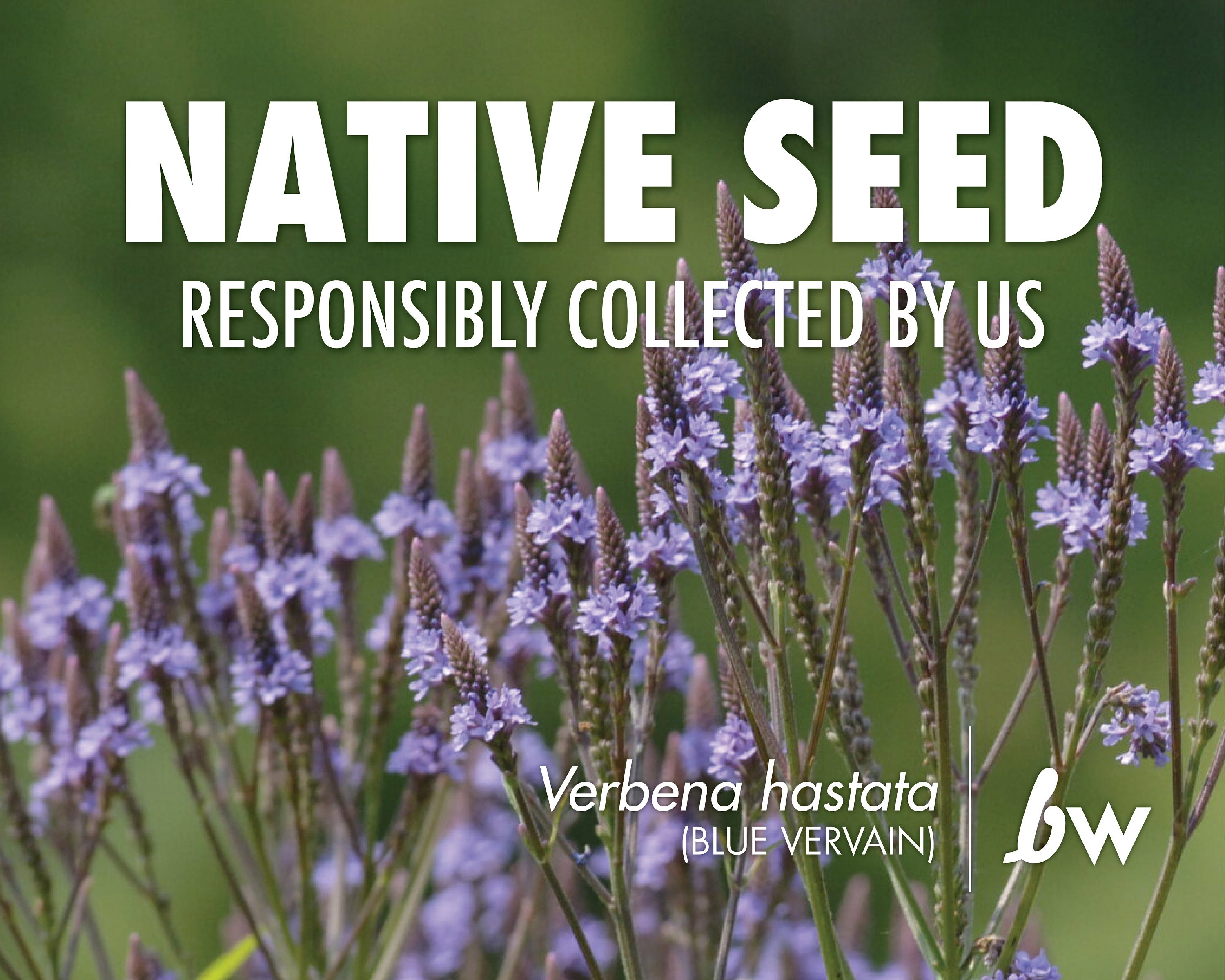 Verbena Hastata, Blue Vervain | Native Plant Seeds - Etsy