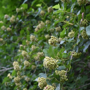 Physocarpus Opulifolius, Ninebark | Native Plant Seeds - Etsy