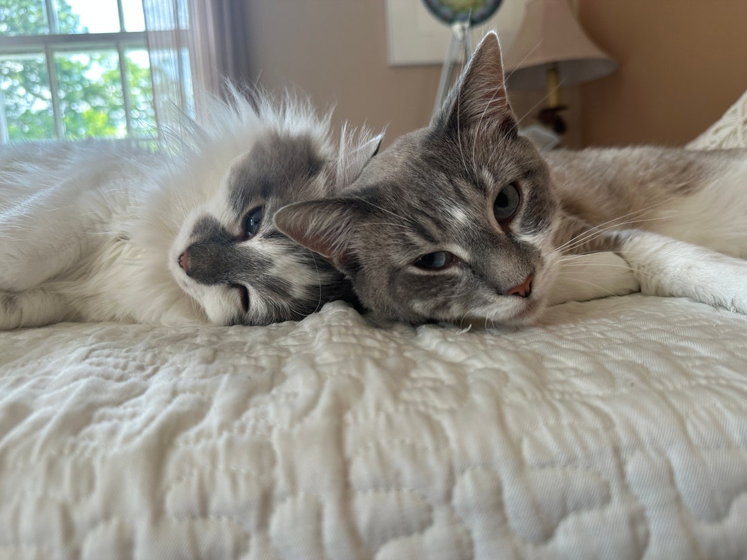 Kitty Picks Crystals - Etsy