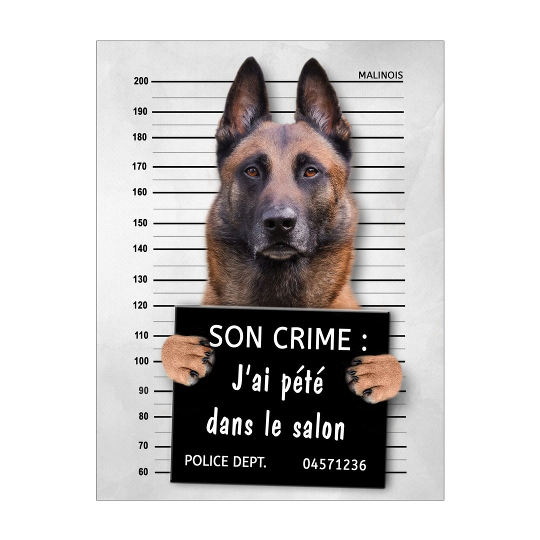 Humor Plate Malinois Dog Crime Prisoner Sign Panel 15x20cm Attention to ...