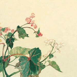 Chinese Boneless Painting, Flower Art Silk Prints, 没骨 Chinese Botanic ...