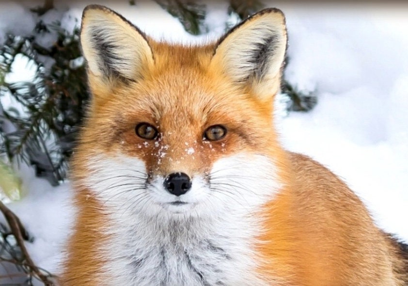 Amulet Ring divine Fox Spirit 925 Sterling Silver for Beauty ...