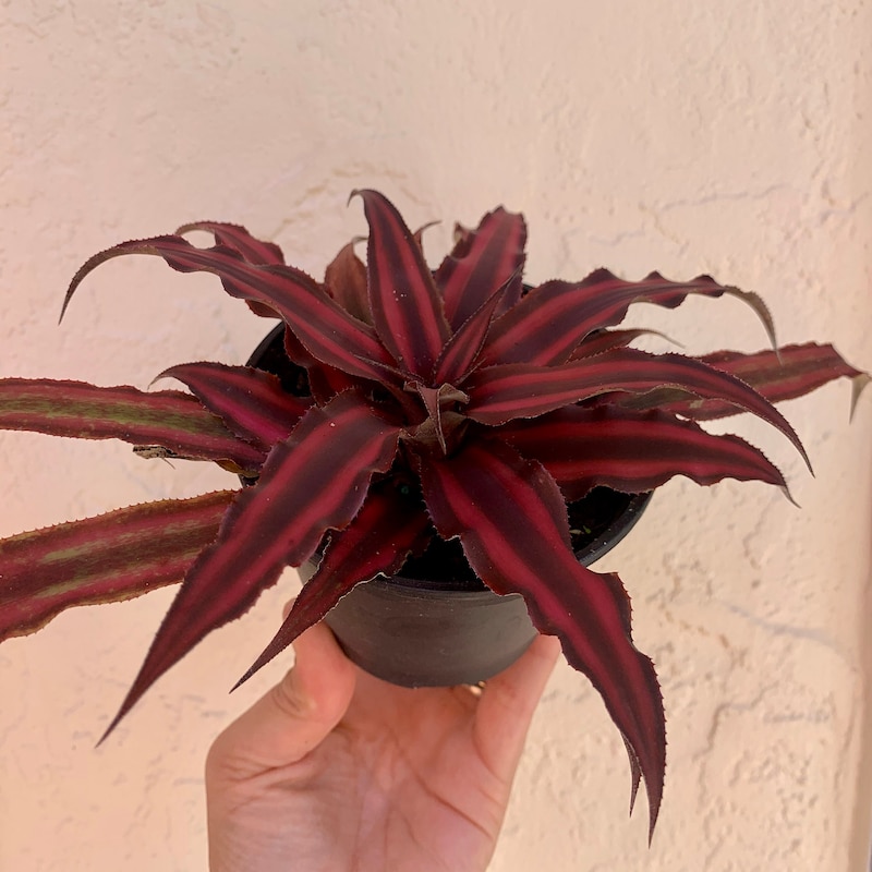 Cryptanthus - Etsy