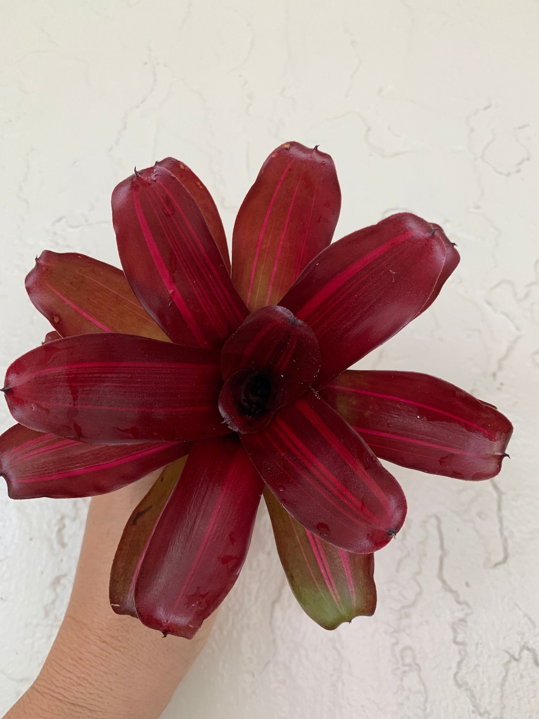 Three 5” Wide Variegated Bromeliad Neoregelia Fireball “zoe” - Etsy