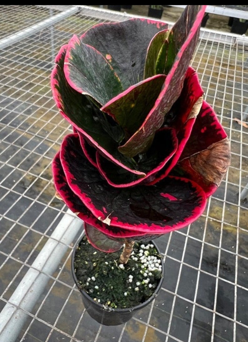 4 Pot Croton Rose rare Plant - Etsy