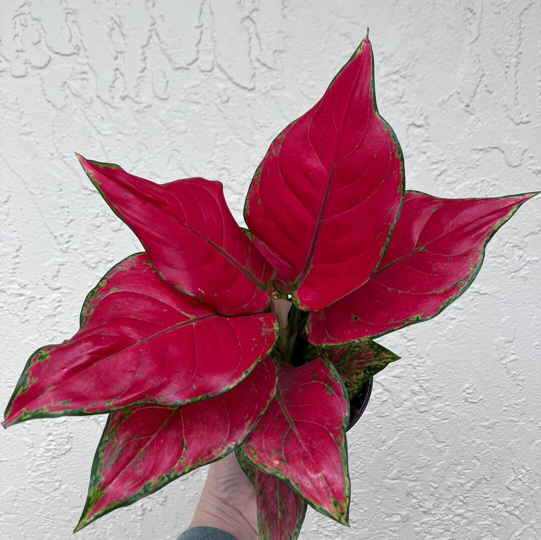 Aglaonema Rare SUPER RED Live Plant in 4" Pot - Etsy