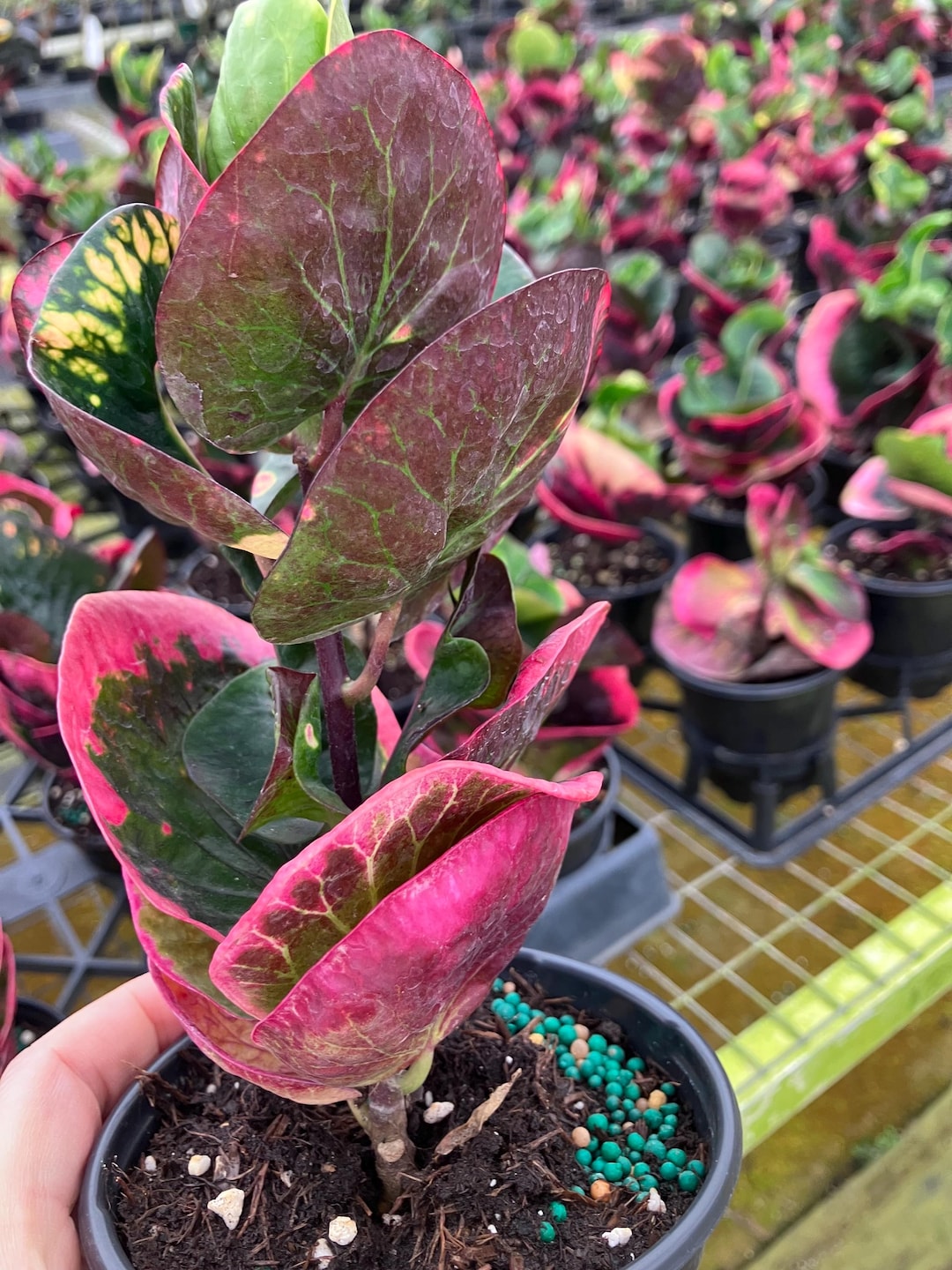 4” Pot Croton Rose *rare Plant* - Etsy