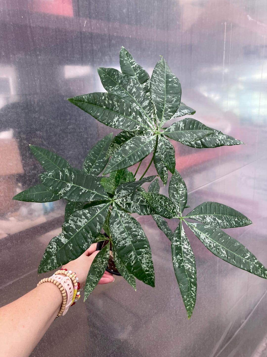 Variegated Money Tree (pachira) *feng Shui* Plant in 4” Pot - Etsy