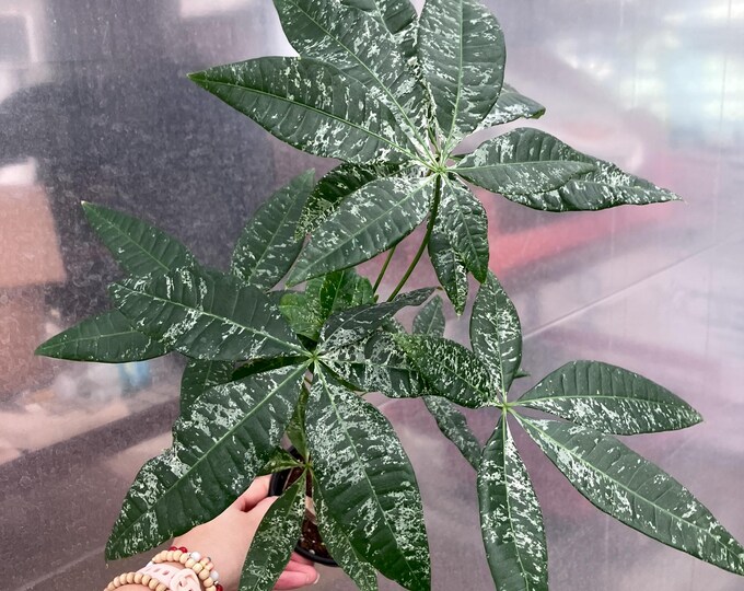 Variegated Money Tree (pachira) *feng Shui* Plant in 4” Pot - Etsy