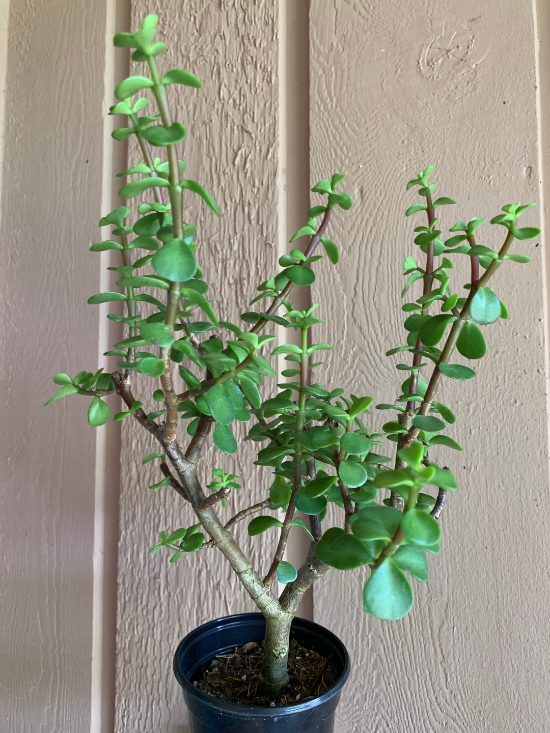 4” Mini Jade Plant -trim to Your Liking - Bonsai Portulacaria, Elephant ...