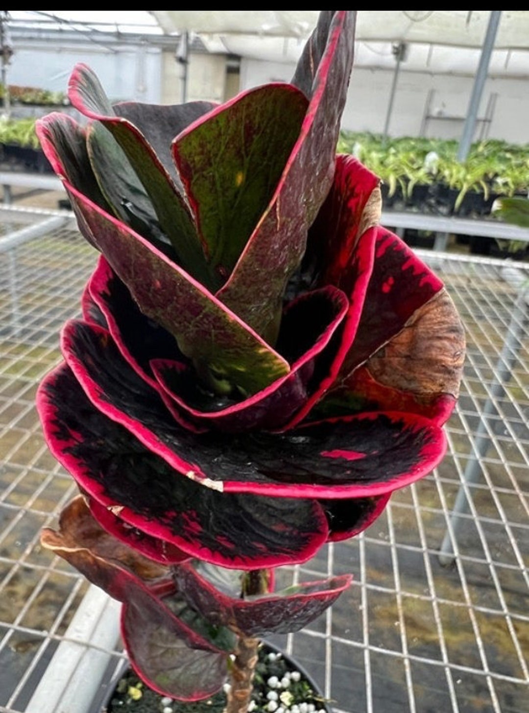 4 Pot Croton Rose rare Plant - Etsy