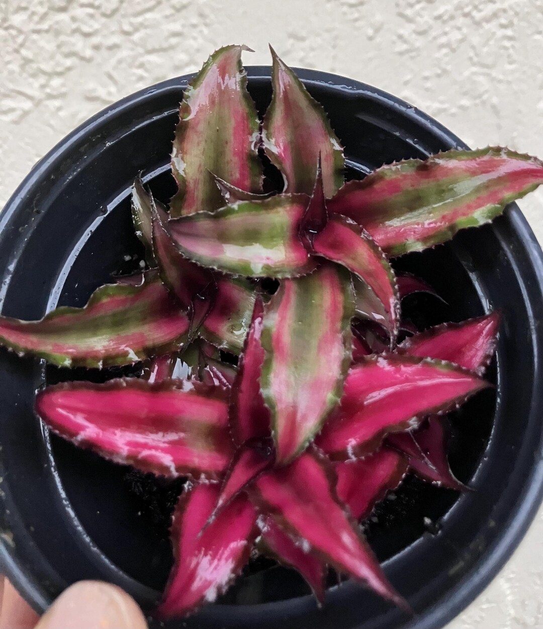 Pink/red/mixed Color Cryptanthus Earth Stars - Set of 4 - Live Plants ...