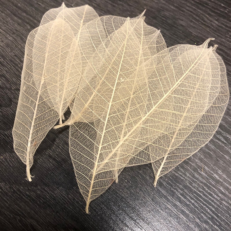 Skeleton Leaves - Etsy