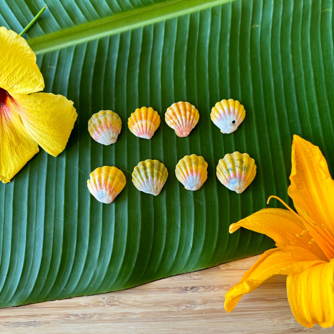 Discounted Hawaiian Sunrise Shells - Etsy