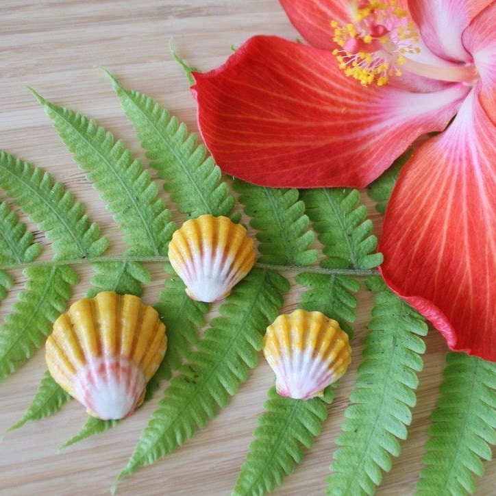 Rare Hawaiian Sunrise Shells | Etsy