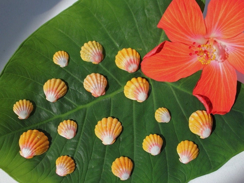 Rare Hawaiian Sunrise Shells | Etsy