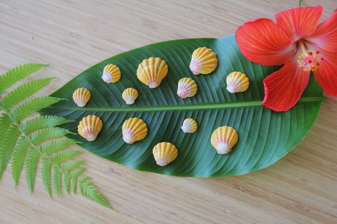 Rare Hawaiian Sunrise Shells - Etsy
