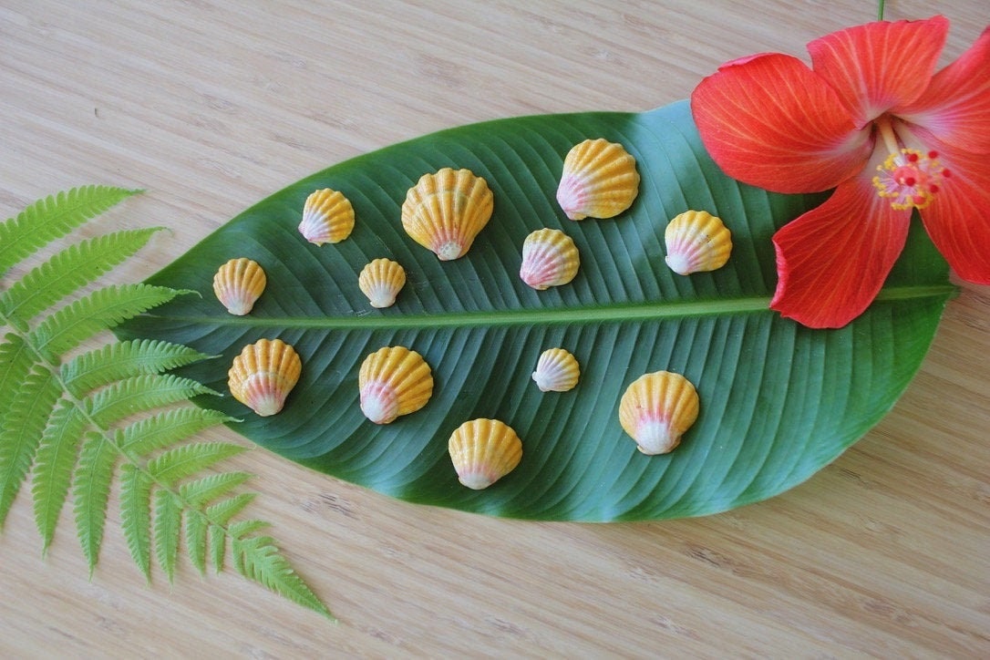 Rare Hawaiian Sunrise Shells | Etsy