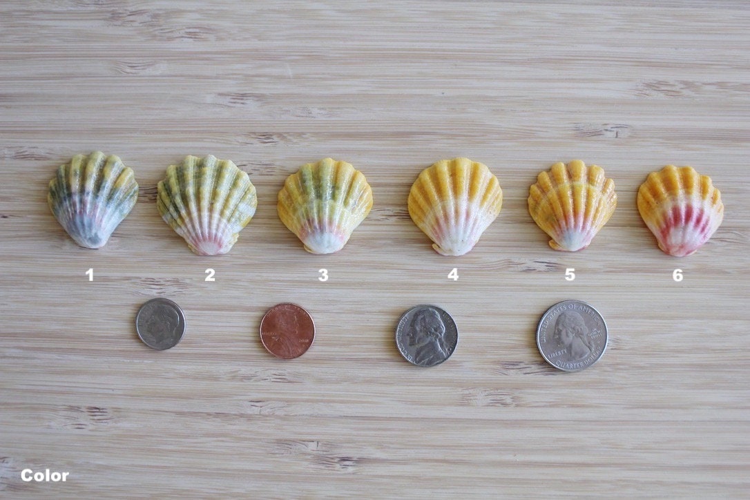 Rare Hawaiian Sunrise Shells | Etsy