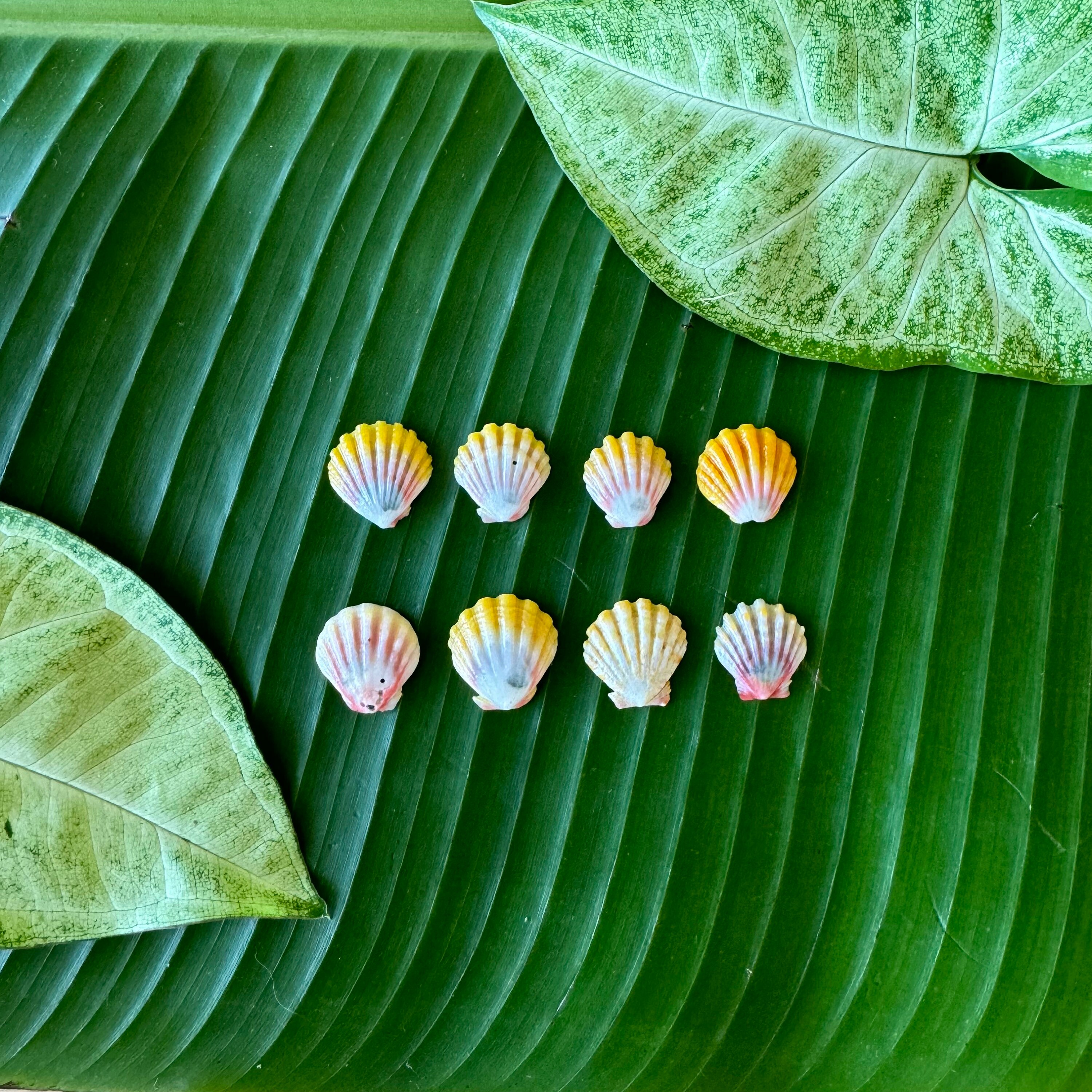 Mini Hawaiian Sunrise Shells xx-small - Etsy