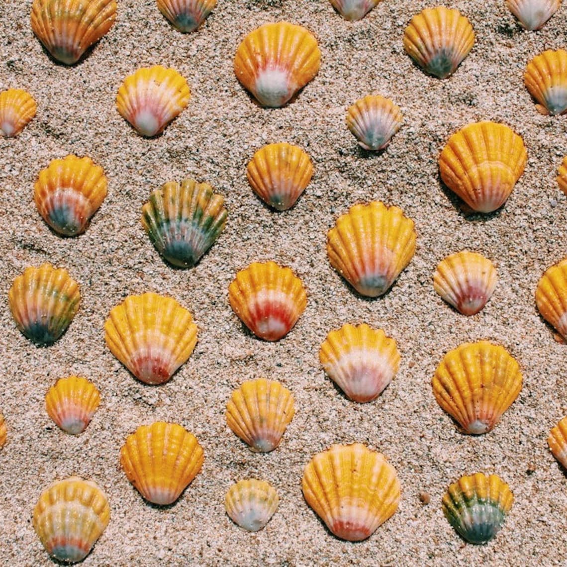 Rare Hawaiian Sunrise Shells - Etsy