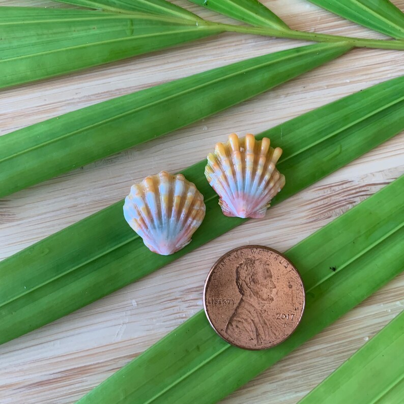 Tiny Hawaiian Sunrise Shell Pair xx-small - Etsy
