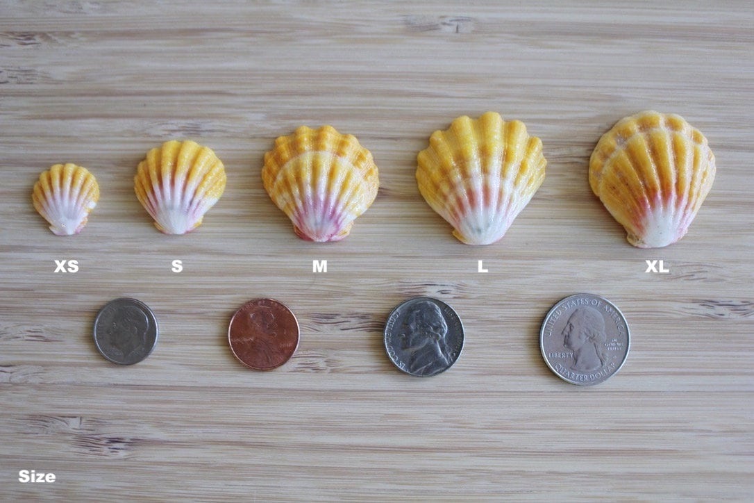 Rare Hawaiian Sunrise Shells | Etsy