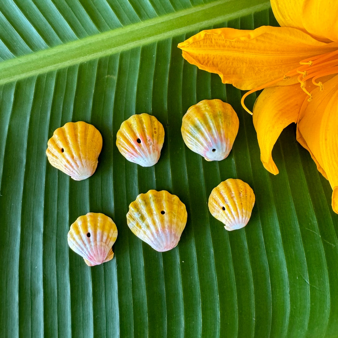 Hawaiian Sunrise Shells With Natural Sea Snail Holes - Etsy