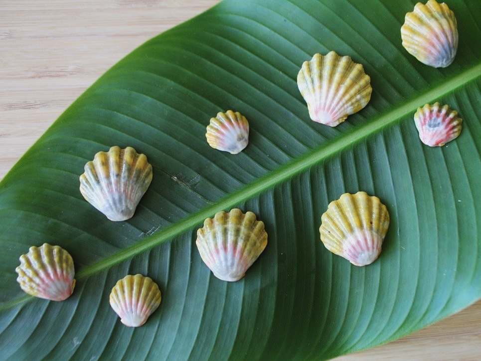 Rare Hawaiian Sunrise Shells | Etsy