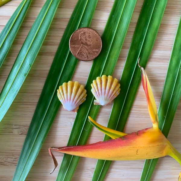 Sunrise Shell - Etsy