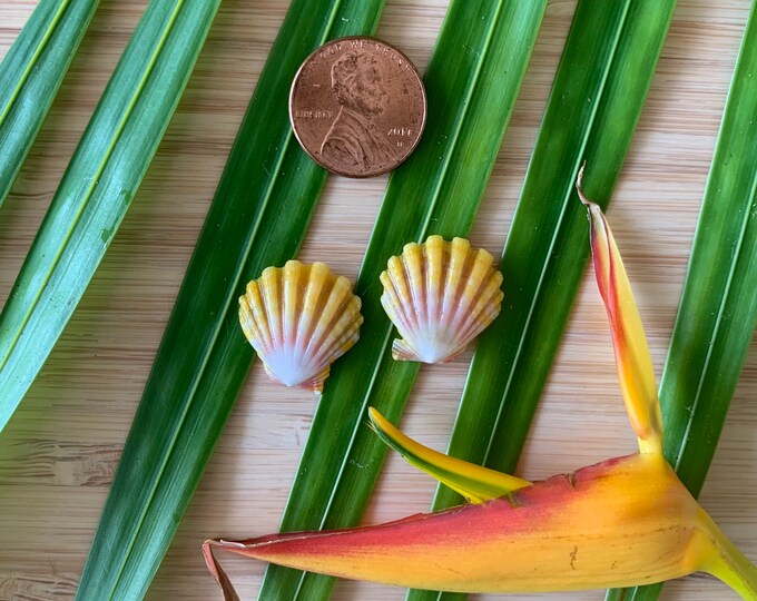 Tiny Hawaiian Sunrise Shell Pair xx-small - Etsy