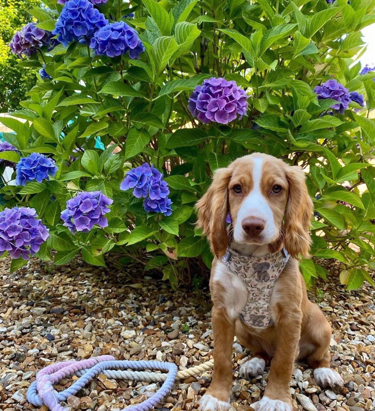Woodland Elephant Dog Harness Adjustable Soft Dog Harness - Etsy UK